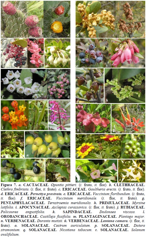 CATÁLOGO DE LAS PLANTAS VASCULARES DE RÁQUIRA (BOYACÁ), FLORA ANDINA EN ...
